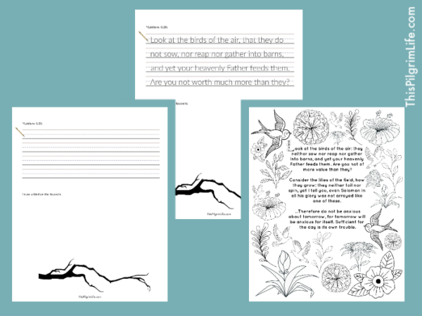 Look at the Birds & Flowers :: Children's Lesson on Trusting God - This ...